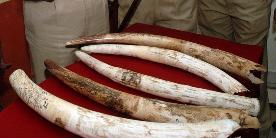 Odisha: Four held with elephant tusks in Baripada