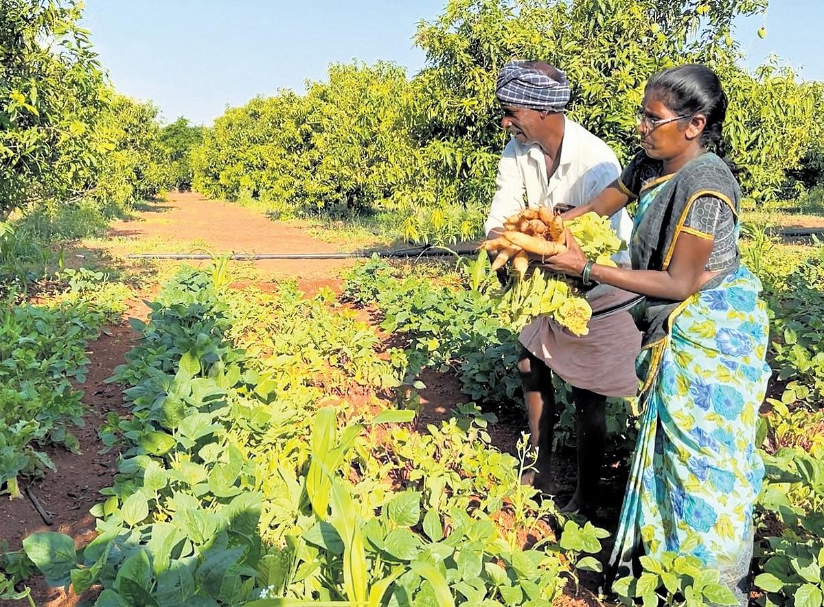Natural farming spreads its roots in Andhra Pradesh, Anantapur ryots ...