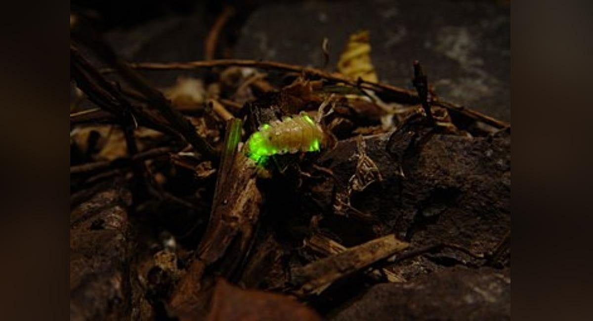 Drastic decline in number of fireflies; is artificial lighting a big ...