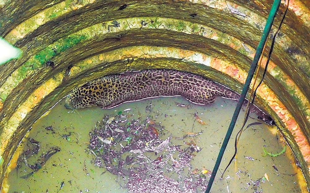 Seven hours of labour go in vain as leopard rescued from well succumbs ...