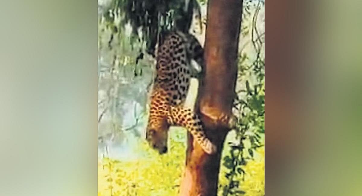 Andhra: Leopard gets trapped in net meant for monkeys, dies