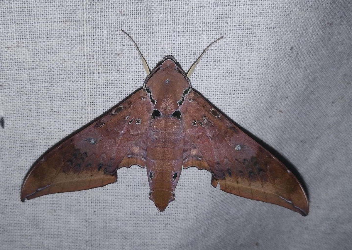 First ever moth survey in Tamil Nadu