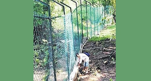 To keep wild tuskers away, soft release centers in Palamu Reserve to be ...