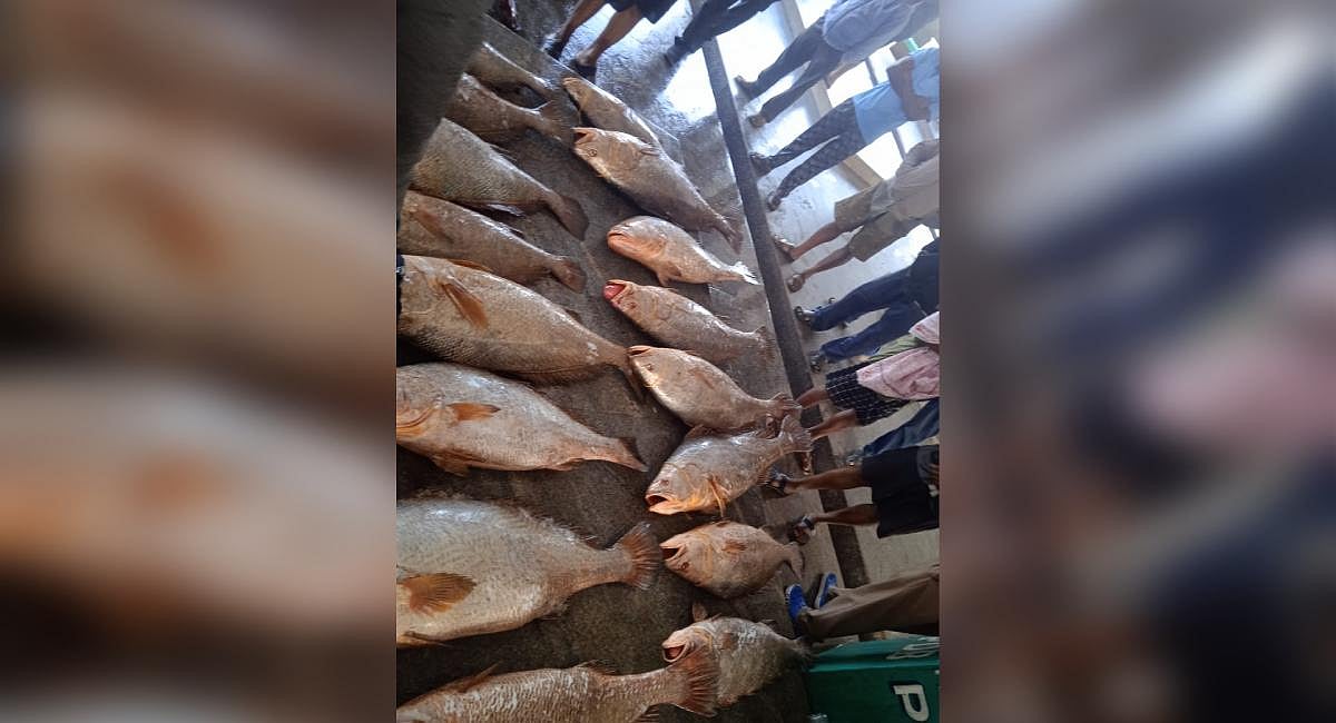 Rare Ghol fish fetches Rs 19.50 lakh in Odisha