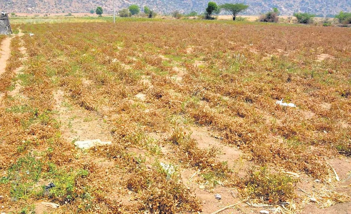 Andhra Pradesh: Parched Kurnool, Anantapur crave for attention