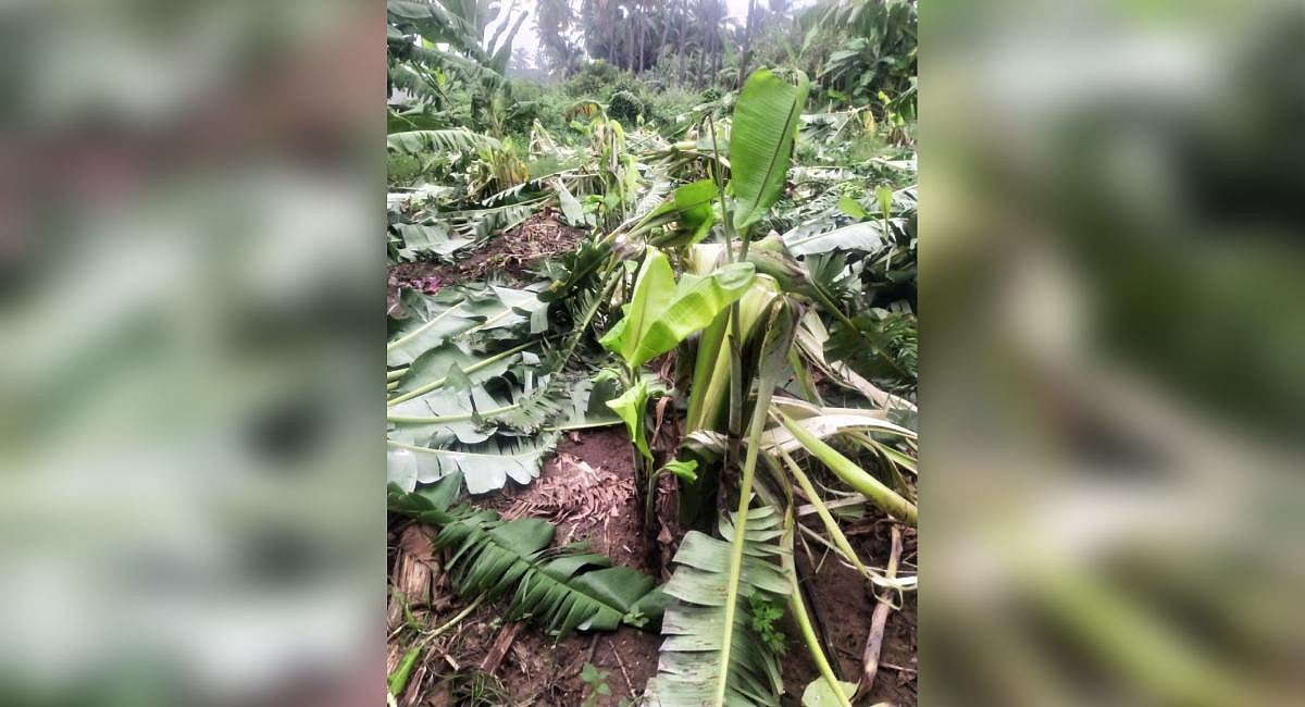 Elephant herd damages acres of crops in TN's Thadagam