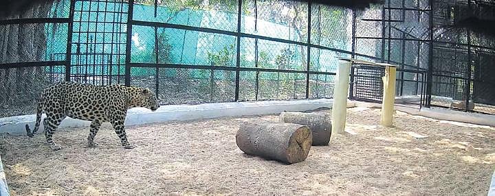 Leopard rescued from Nuapada stable, behavioural study on