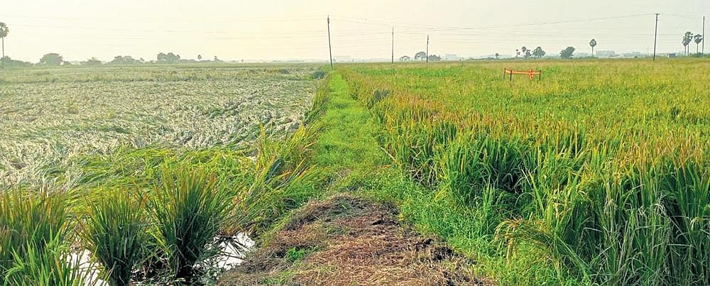 Andhra Pradesh: As a sign of rewards of natural farming, Michaung ...