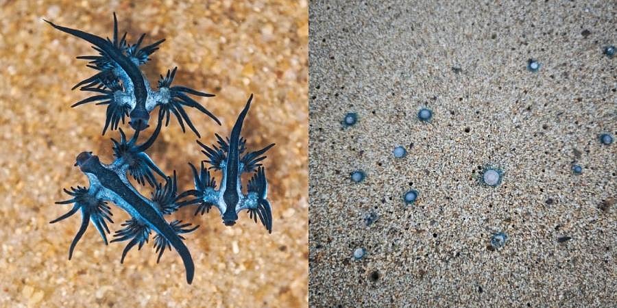 Beachgoers, beware! Venomous blue dragons spotted near seashore in ...