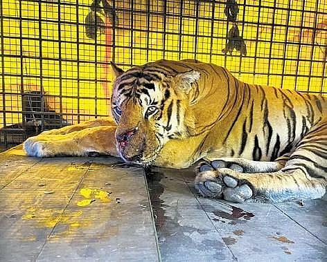 Elusive for 10 days, man-eater tiger finally caged in Wayanad