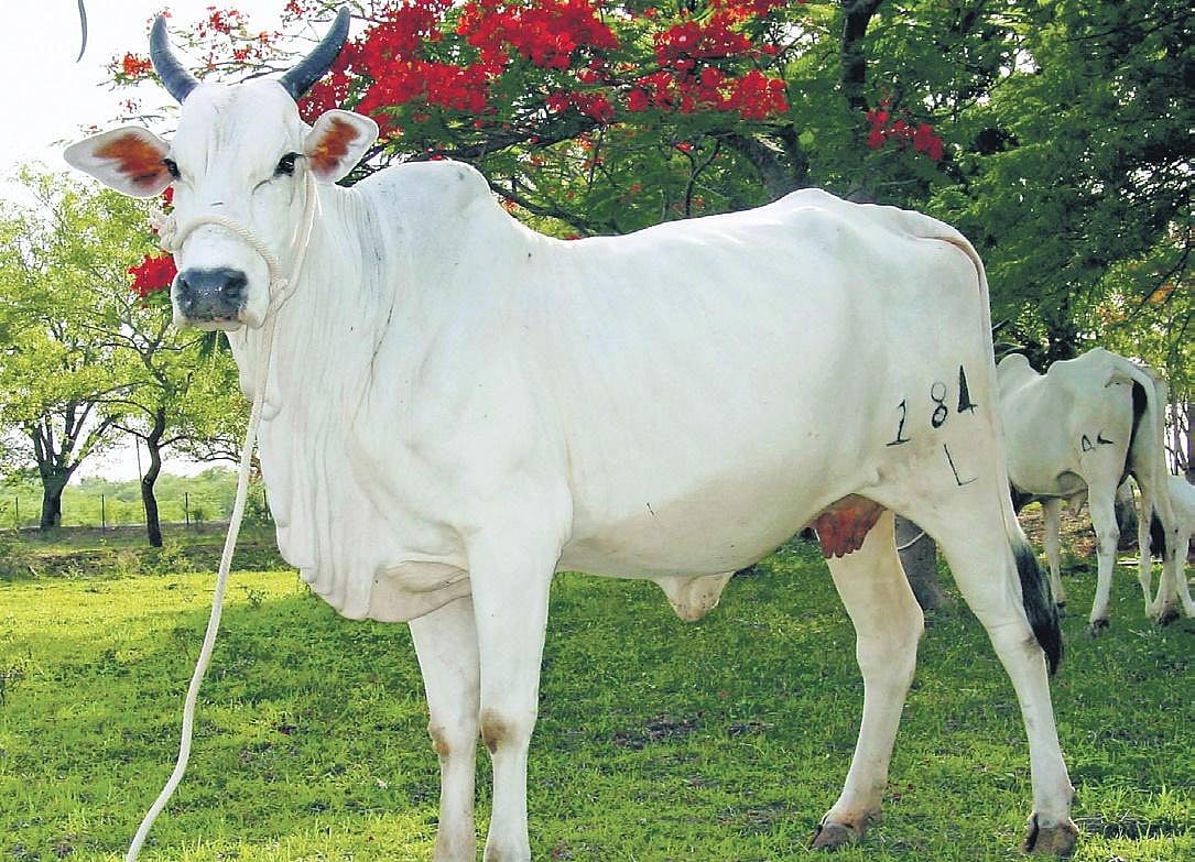 Livestock Research Centre bags award for conserving Ongole cattle breed