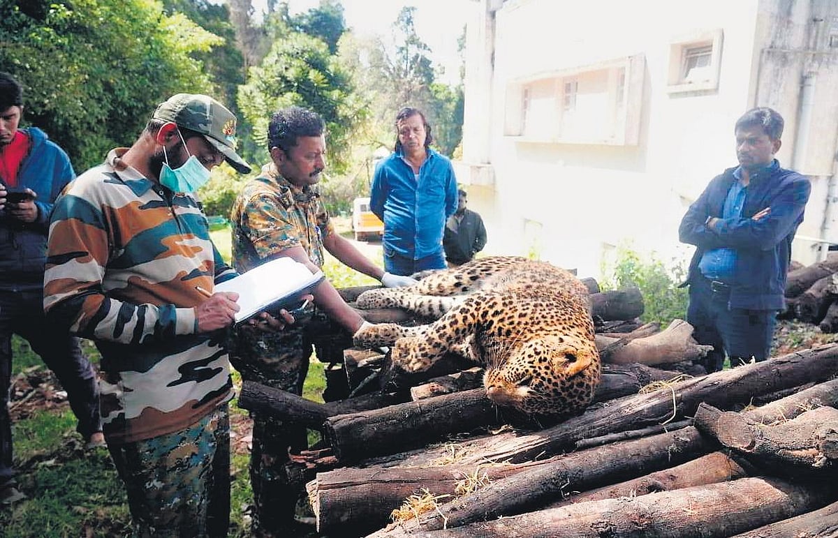 Female leopard caught in snare dies in TN's Kovai, second incident this ...