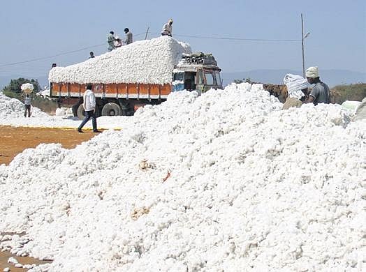 New cotton variety a boon for farmers of drought-prone areas in karnataka