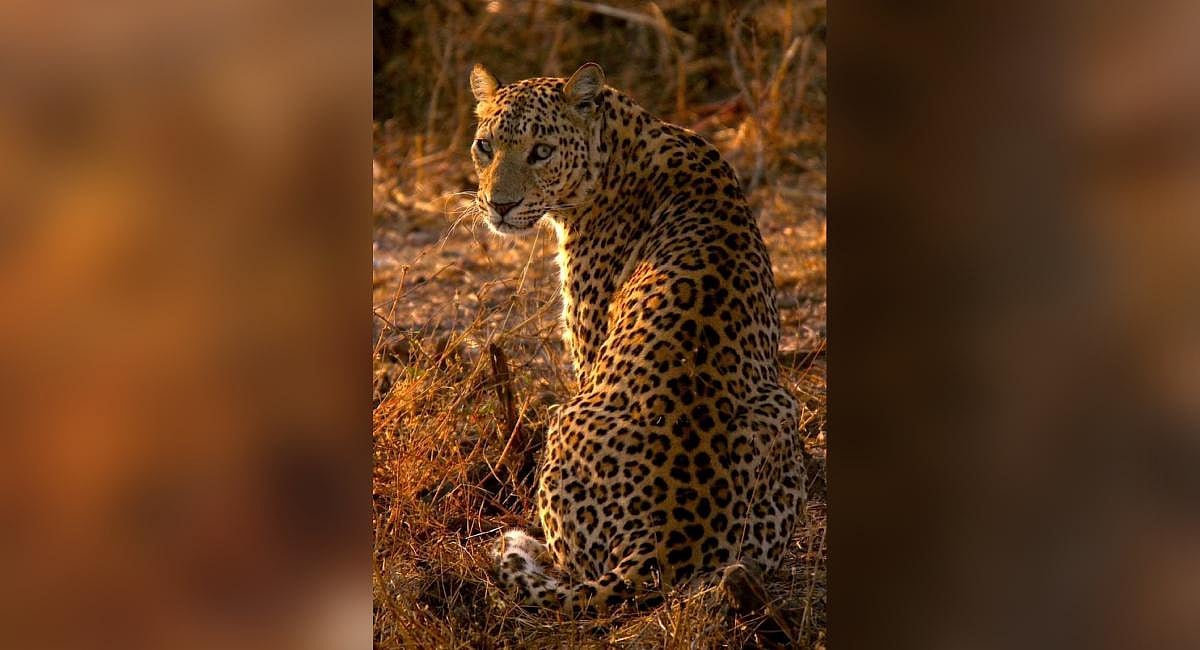 Gujarat govt to procure tranquiliser guns, cages in view of leopard ...