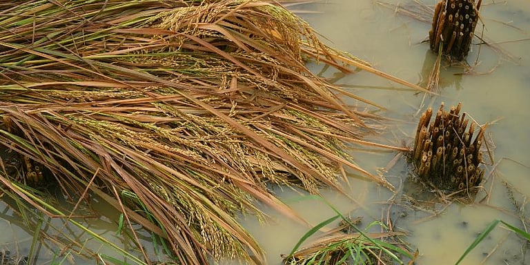 Cyclone Michaung causes extensive damage to paddy crop in Andhra