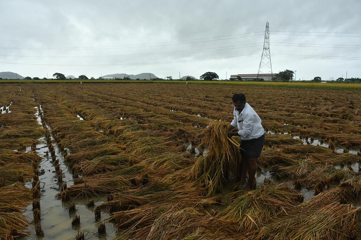 Cyclone damages 78,032 hectares of paddy crop in Andhra's Krishna district