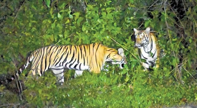 293 people killed in tiger attacks, 2,657 in elephant attacks in last ...
