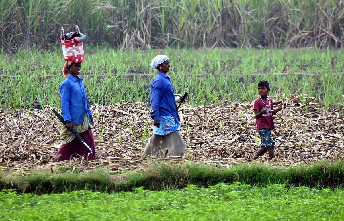 Chittor farmers turn to Jalapeno cultivation