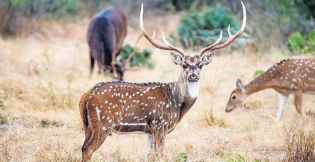 Slack enforcement pushes up deer poaching in Odisha's Athagarh