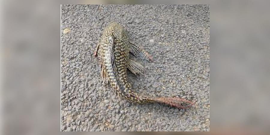 CCMB develops assay to map presence of invasive catfish