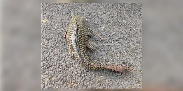 CCMB develops assay to map presence of invasive catfish