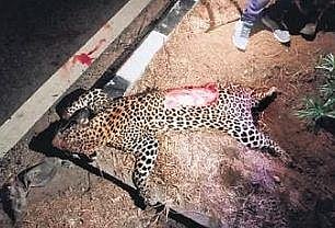 Leopard killed in hit-and-run incident in Chandrayanpally