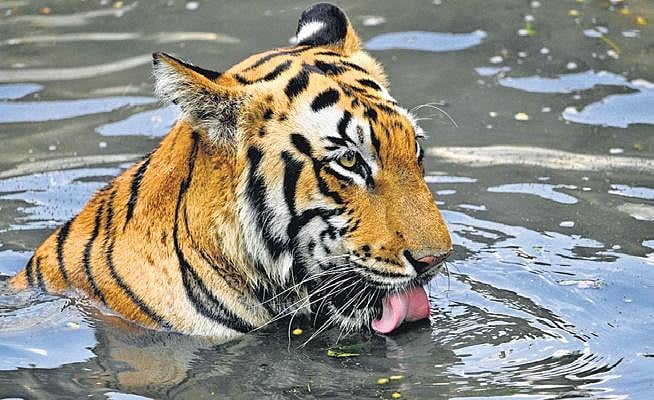 Killing tigers is not a solution