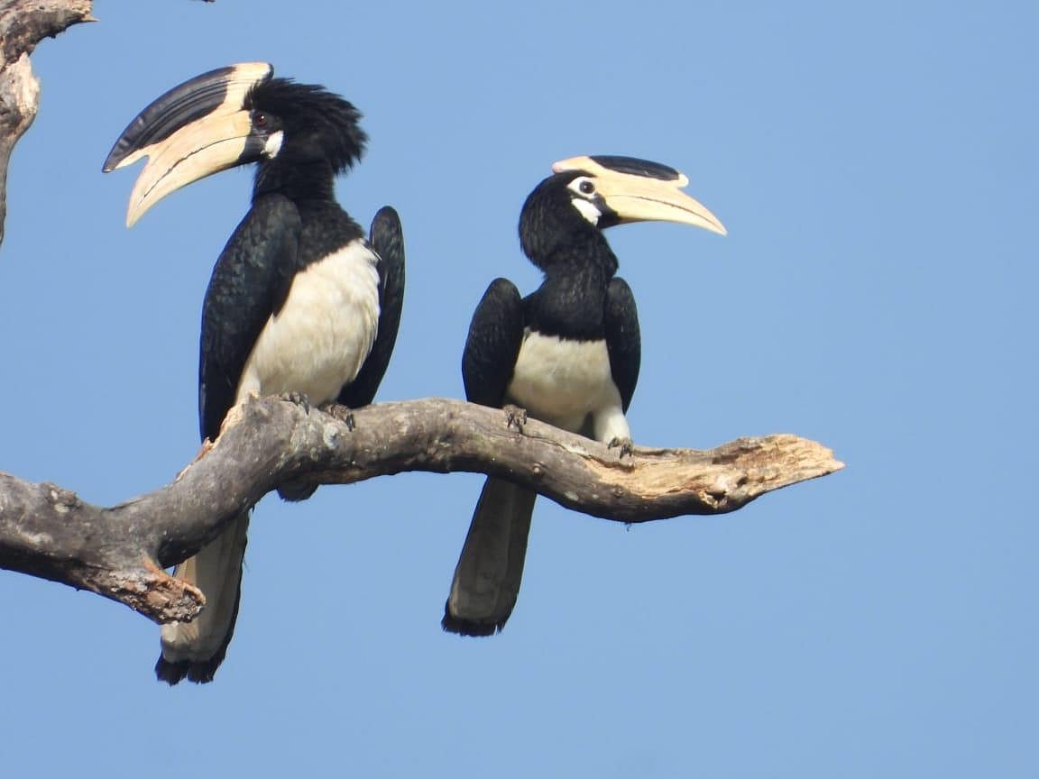 Hornbill Festival Dandeli: Preservation of Hornbill habitat in need of hour