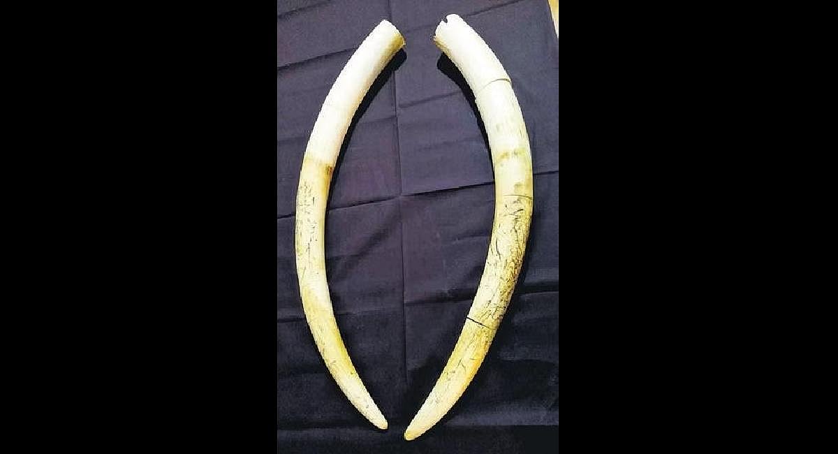 Man held with fresh tusks in Keonjhar of Odisha