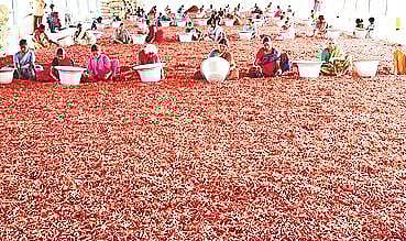 49,000 chilli farmers of Andhra benefit under E-MIRCHA project