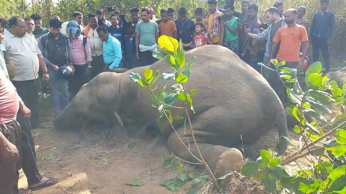 Another tusker found dead in Odisha's Athagarh forest