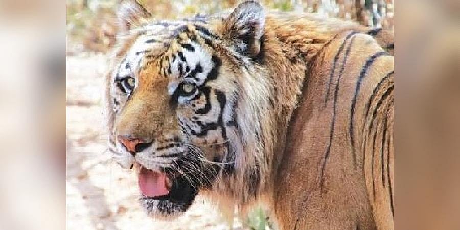 Deaths of 14 tigers in five months in Uttarakhand leave forest ...