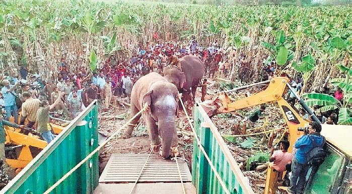 Makhna was not tagged before relocating it to Anamalai Tiger Reserve