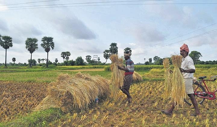 Middlemen make their way into paddy purchase registration in Koraput