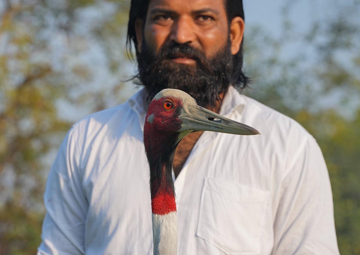 Tale of a UP man and his sarus crane who walks - and flies - in his ...