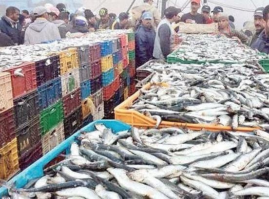 Slash in fish meal import duty brings cheer to ryots