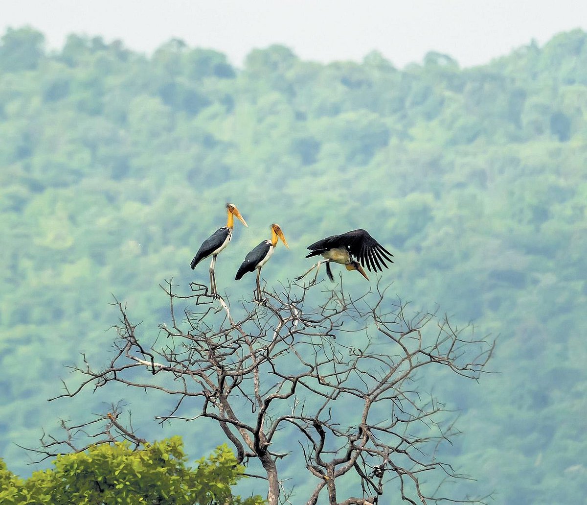 Forest dept to set up eco clubs in Vizag city to conserve biodiversity