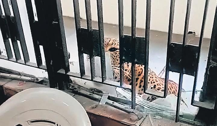 Six hurt as leopard enters Ghaziabad court premises, caught after five ...