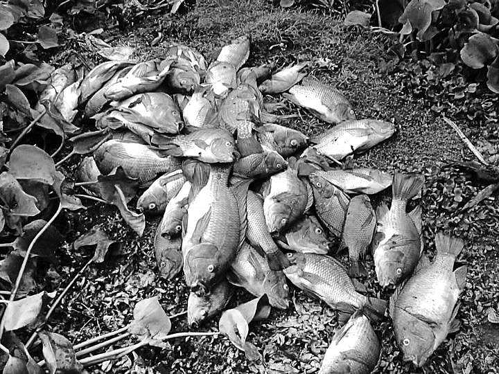 Over 1-tonne fish found dead in S Yanam in AP