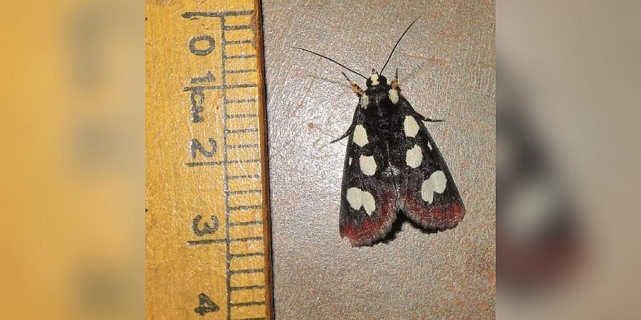 Rare moth species Mimeusemia ceylonica spotted after 127 years
