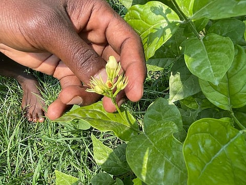 Budworm infestation back to haunt jasmine farmers in Tiruchy, say half ...