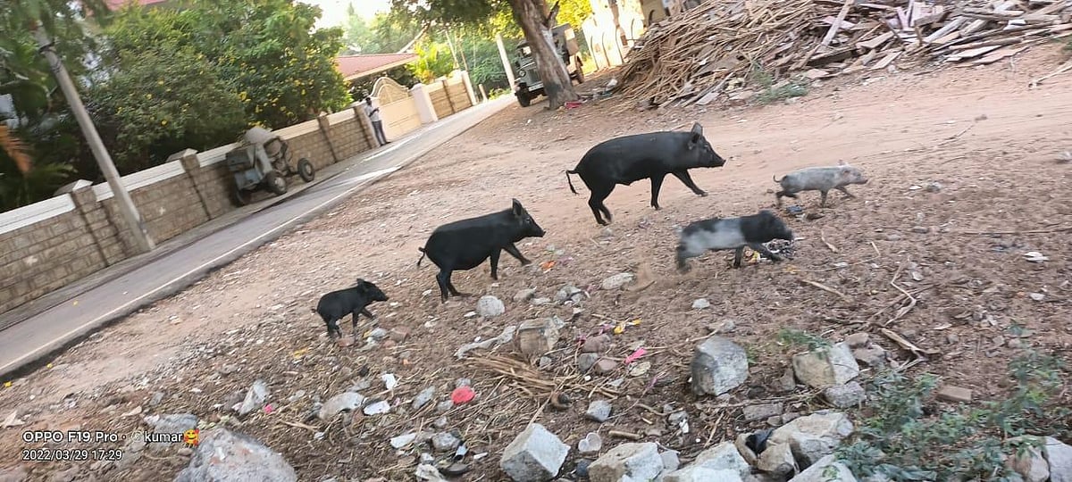 Pig menace raises a stink in Udangudi