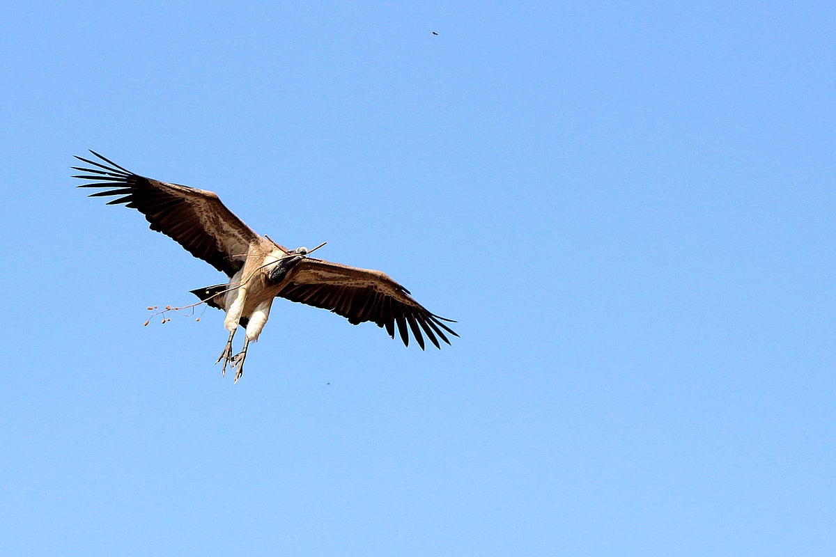 For first time, long-billed vulture nesting site recorded at STR