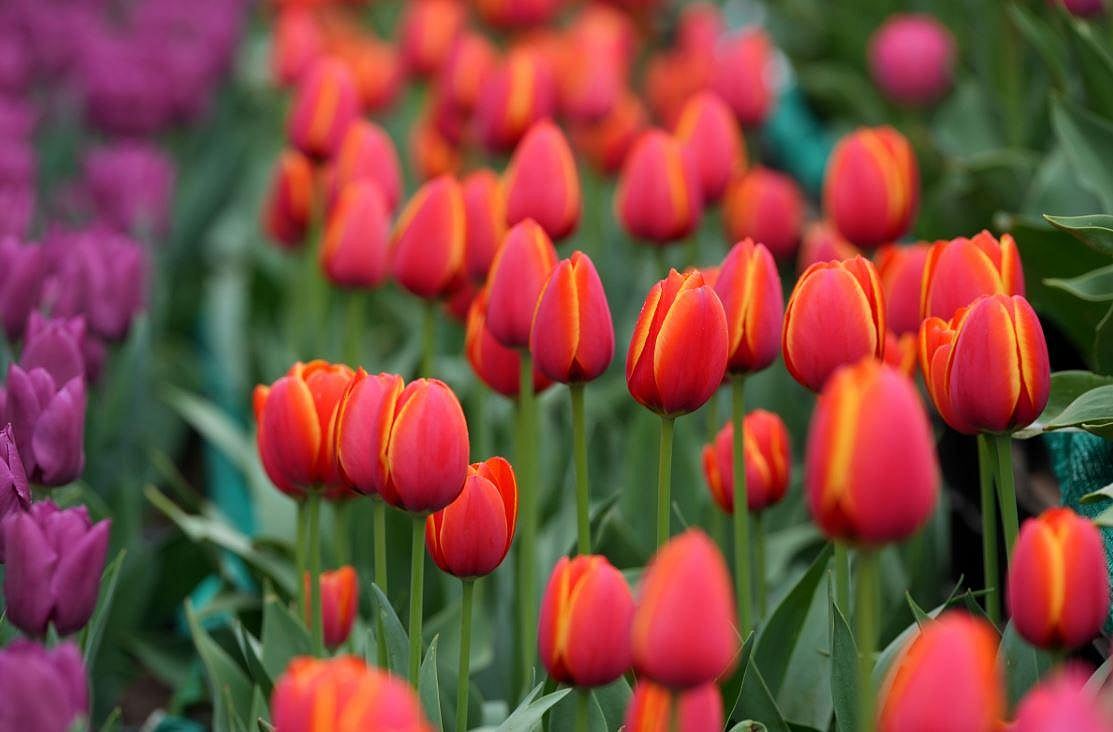 Tulip garden in Srinagar attracts record 8.25 Lakh visitors