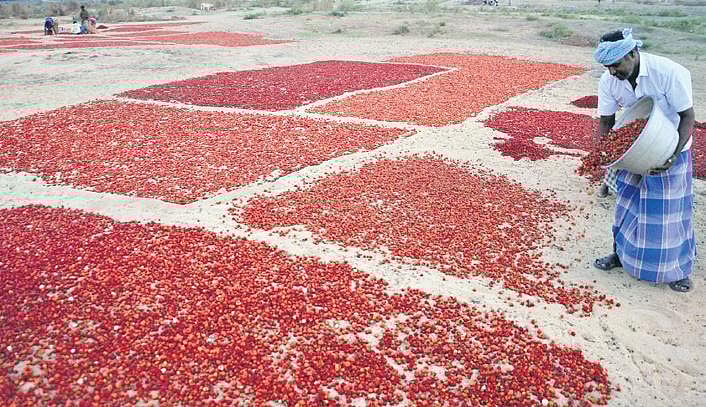 Chilli export increases in Ramanathapuram, cultivation area likely to rise