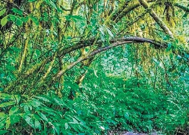 Over 5,000 hectares of forest land in Kerala under encroachment: State ...