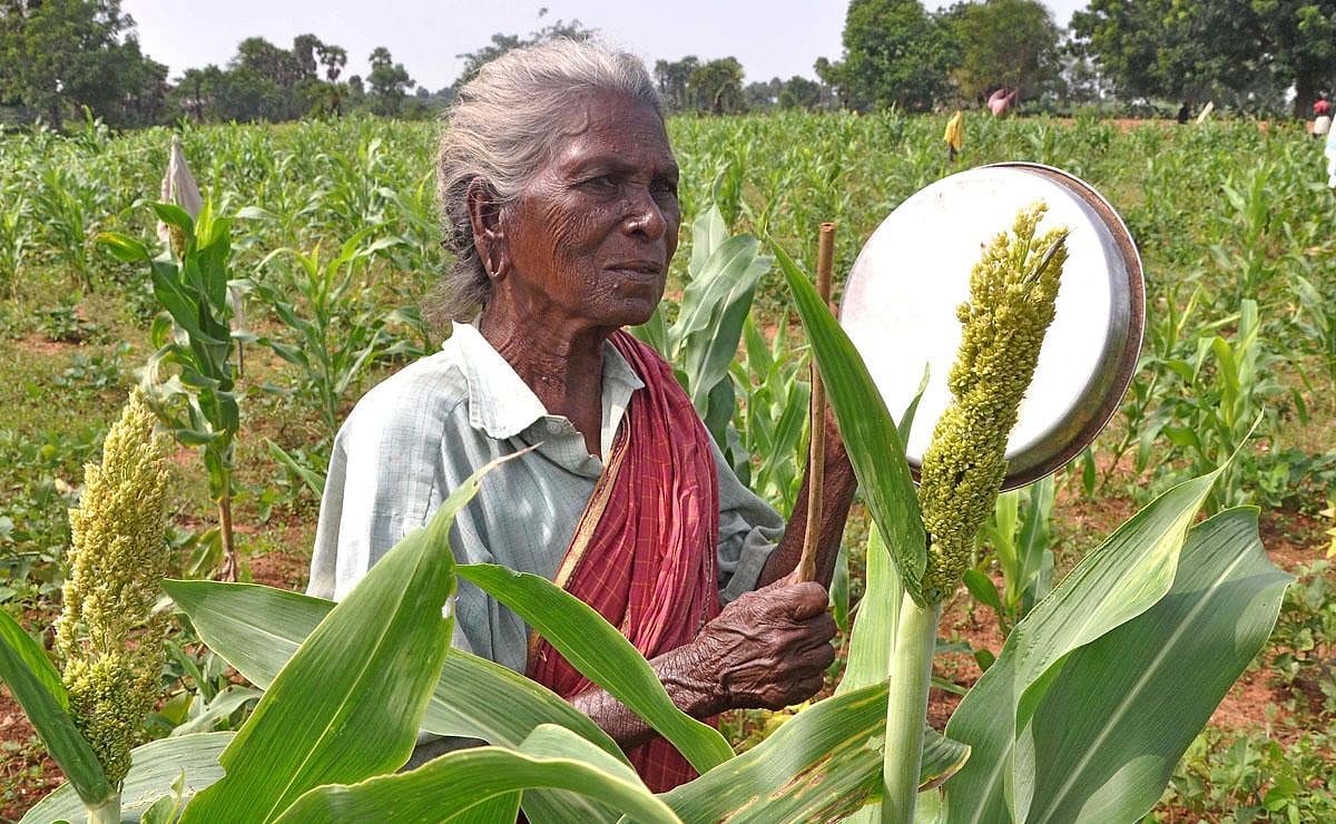 Millet festivals proposed to spread awareness on grains’ health benefits