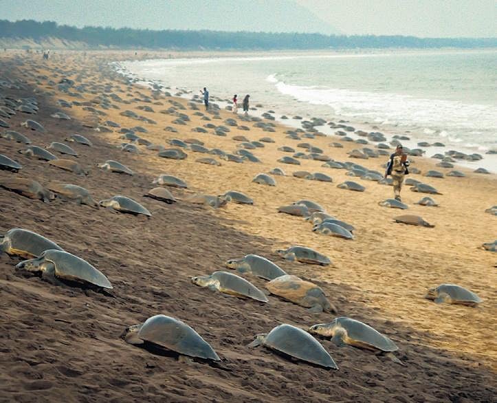 Turtle hatchlings make way to sea at Odisha's Gahirmatha marine sanctuary