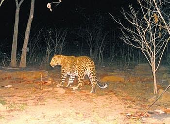 Prowling leopard captured on camera