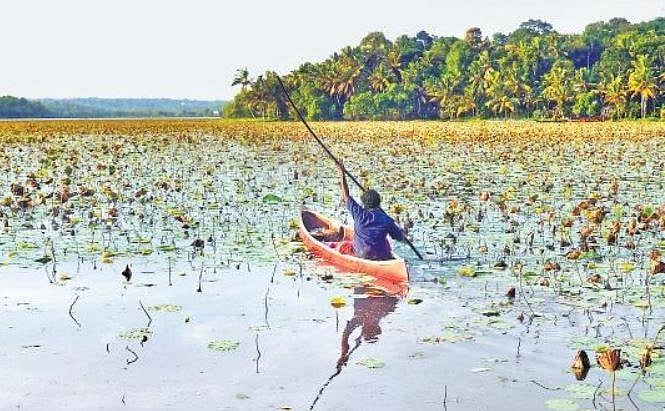 Bid to preserve fresh water fish species of Kerala’s Wayanad